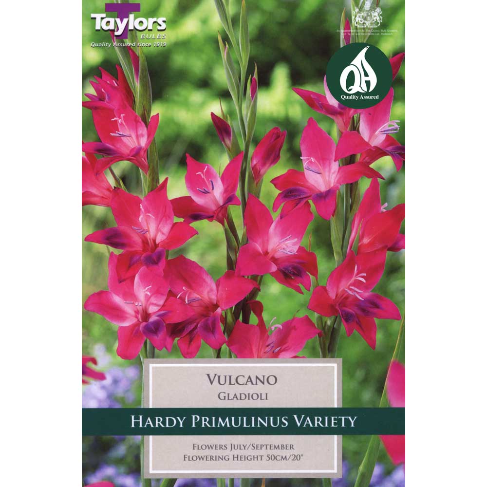 Gladioli Nanus Vulcano - Capital Gardens